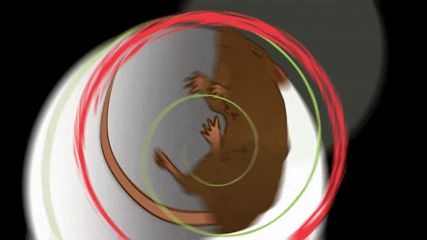 Killer Snakes – Mouse Scene – FIREGNAT